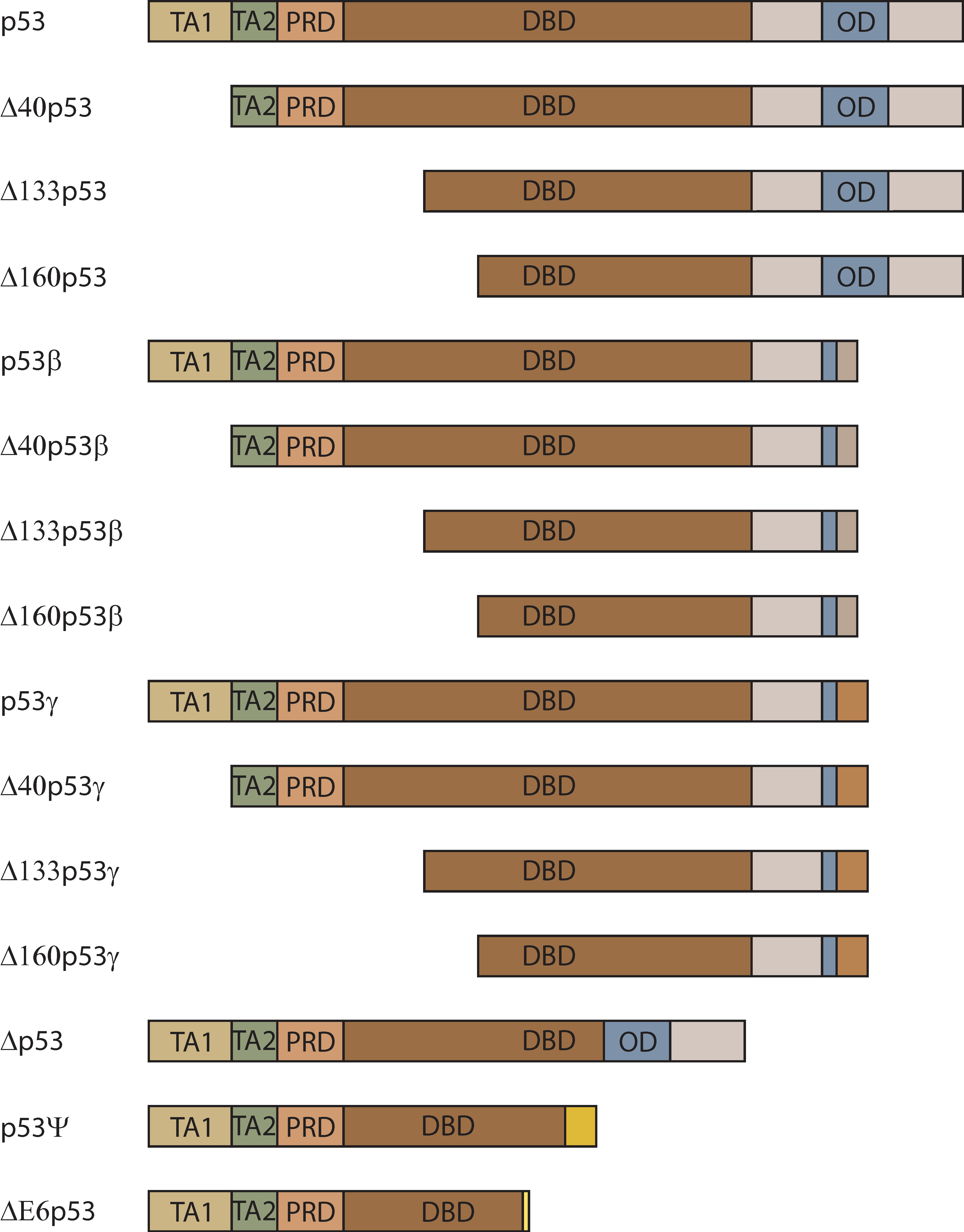 p53 gene and its products – marco lab